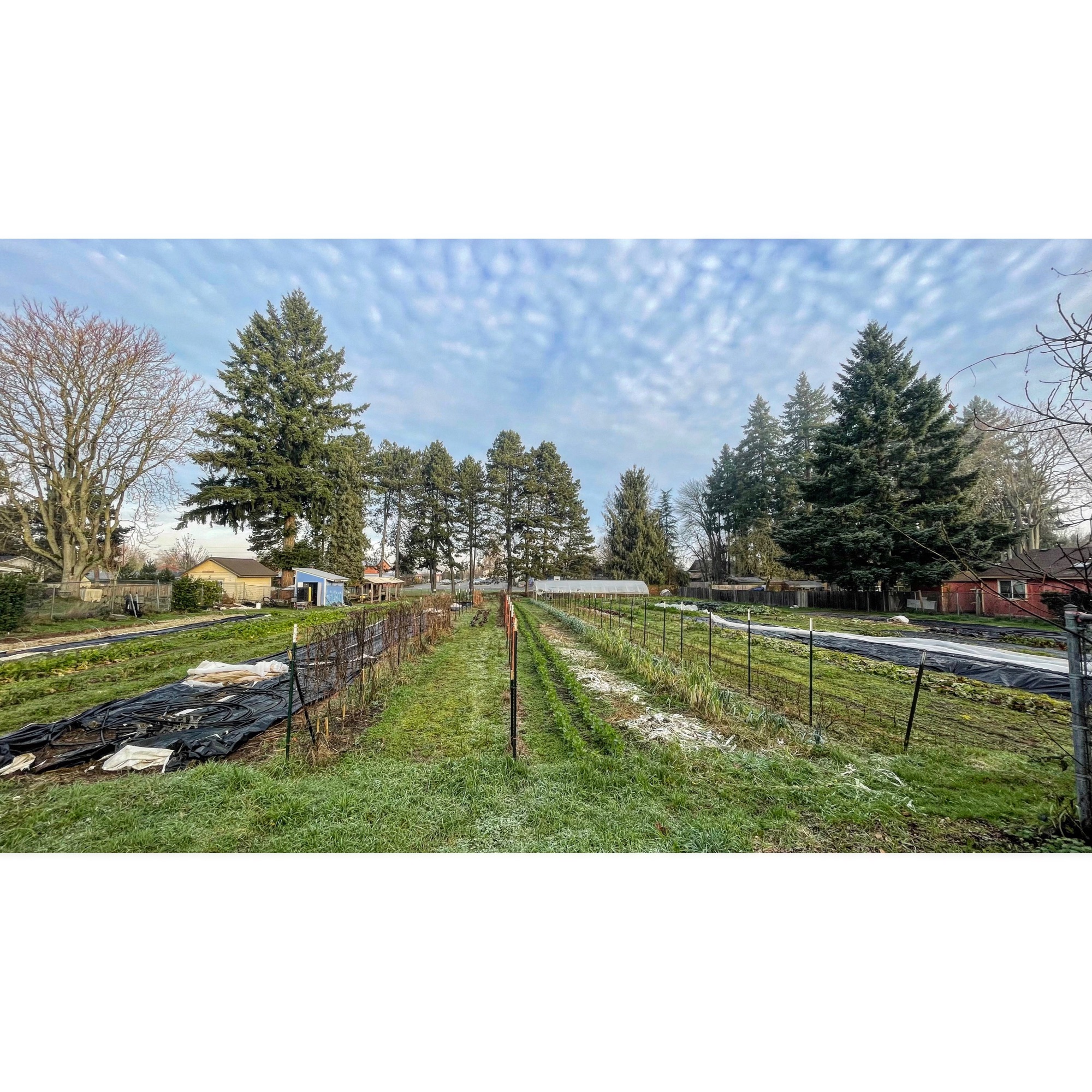 2023 Final Distribution and 2024 Predictions – Cully Neighborhood Farm